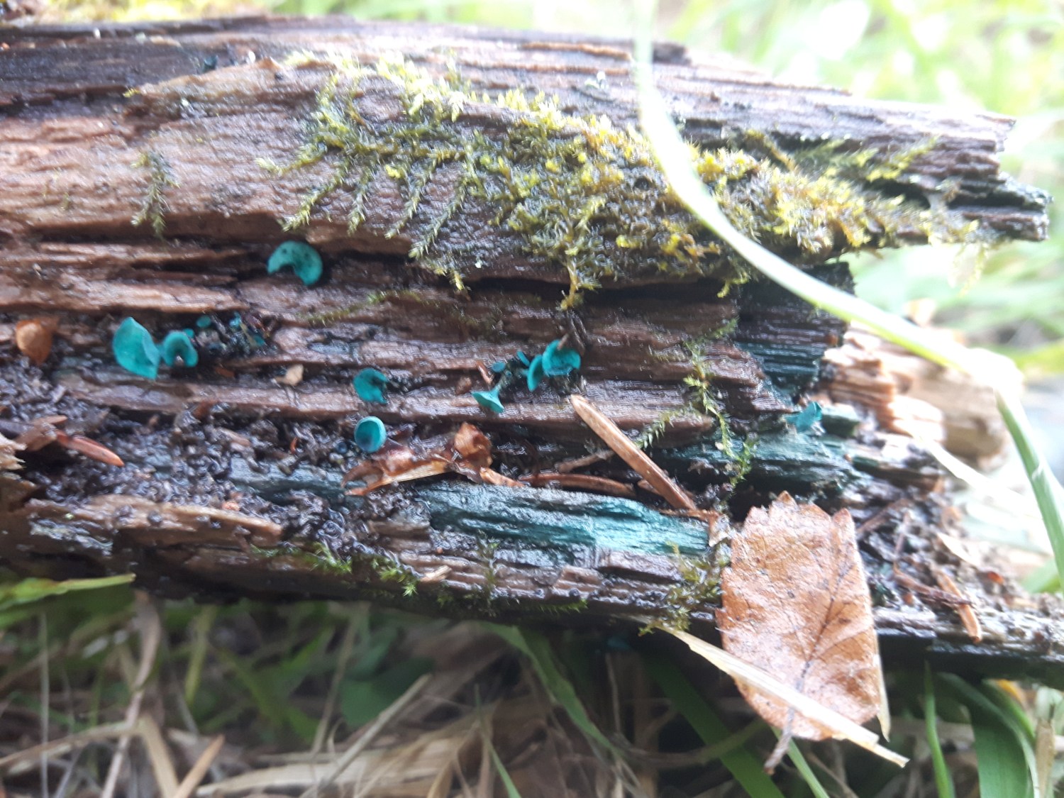 blue fungus 2018 – A'Bunadh Seeds (A-Boo-Nar)